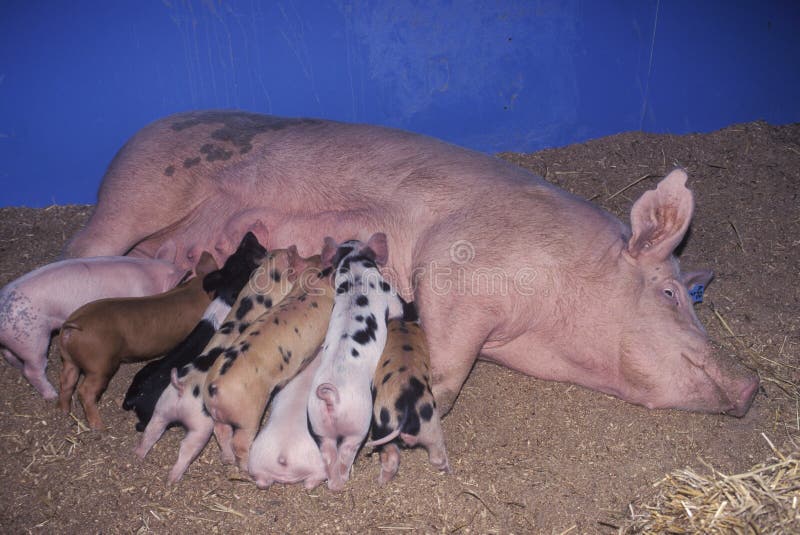 Piglets stock image. Image of feeding, suckling, fauna - 34202307