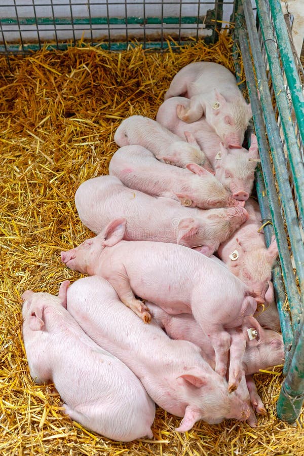 Piglets Keeping Warm Together Stock Photo - Image of serbia, pigs ...