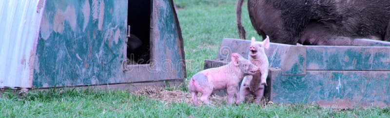 Laughing Pigs Stock Photos - Free & Royalty-Free Stock Photos from ...