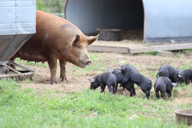 Piglets stock image. Image of life, livestock, outdoors - 92372359