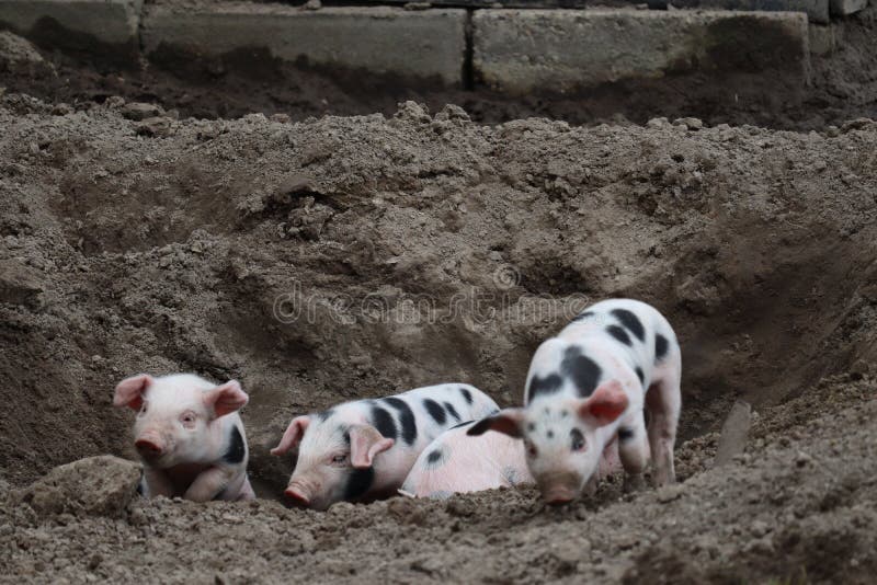Piglets in mud stock image. Image of spotted, piglet - 184495031