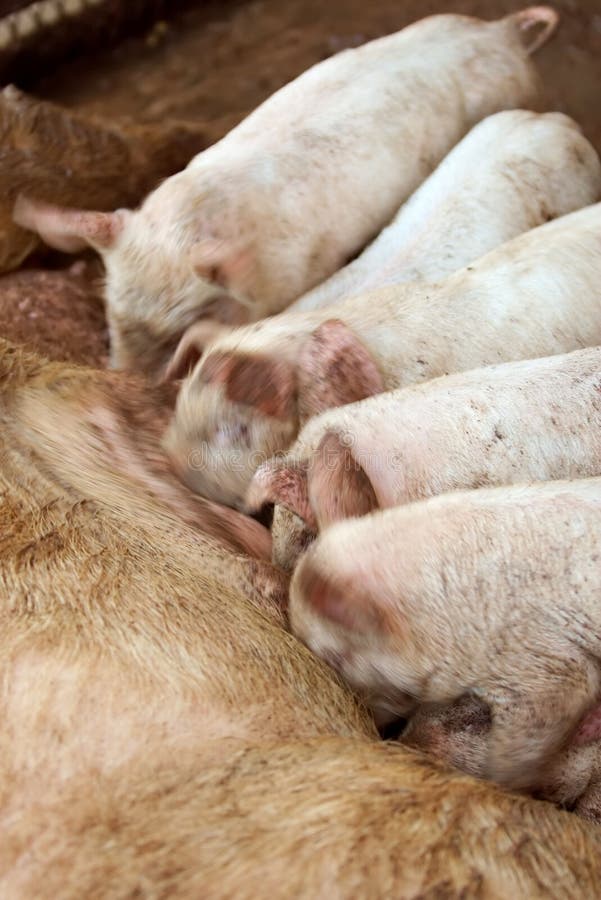 Piglets from a Pig Breeding Farm Stock Photo - Image of industrial ...