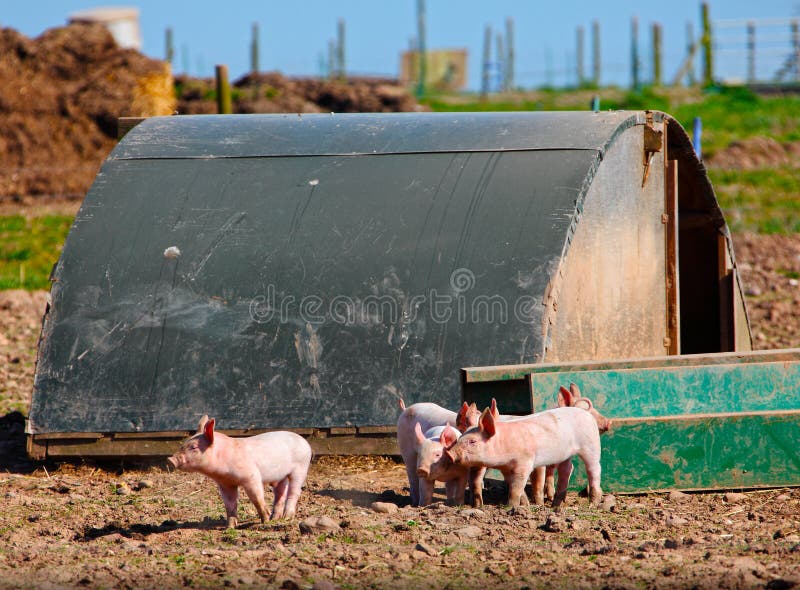 Piglets on pig farm stock photo. Image of animals, animal - 30369844