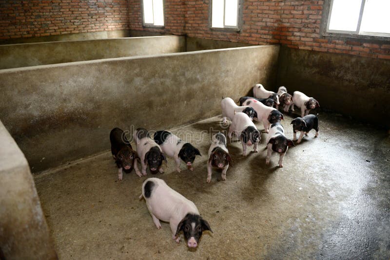 Piglets in pigsty stock photo. Image of piglet, peasant - 60659546