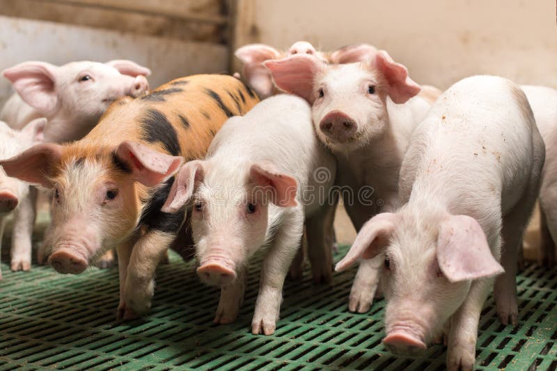 Piglets playing in barn stock image. Image of animal - 148504107
