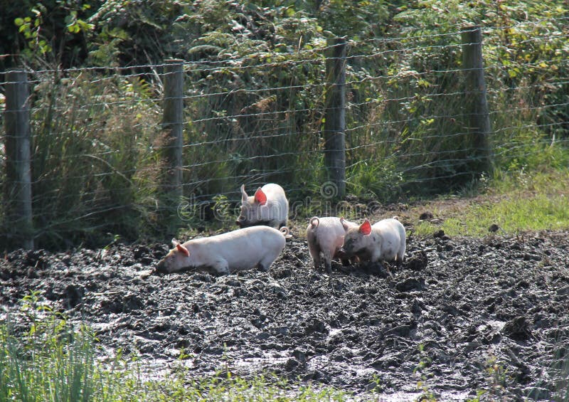 Piglets Playing. stock image. Image of farmland, mammal - 99739335