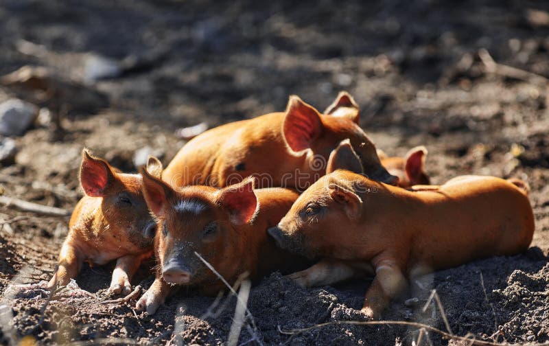 Piglets are Resting in the Sun. Five Young Piglets are Napping on the ...