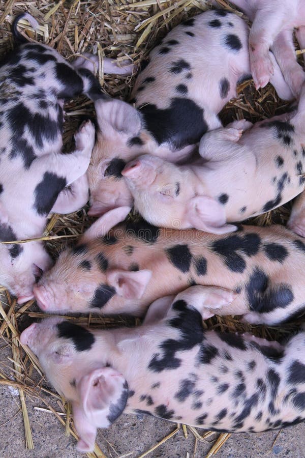 Piglets sleeping stock image. Image of bundle, poppies - 98163213