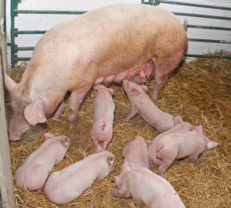 Feeding piglets with sow stock image. Image of adorable - 18685451