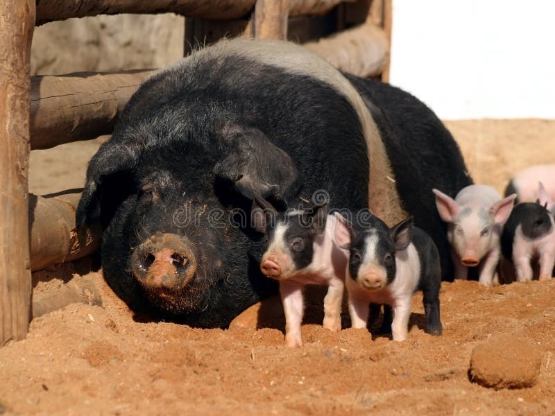 Piglets and sow stock image. Image of piggy, pigling, animal - 1668525