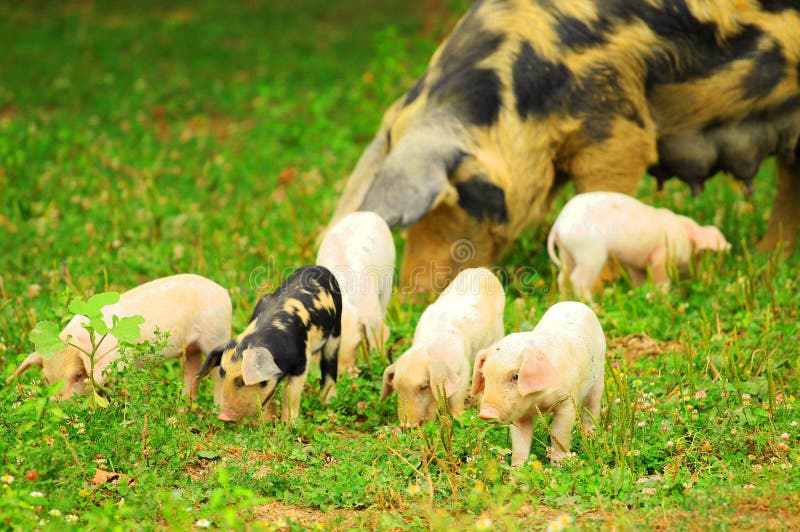 Piglets and sow stock photo. Image of milk, domestic - 96456696