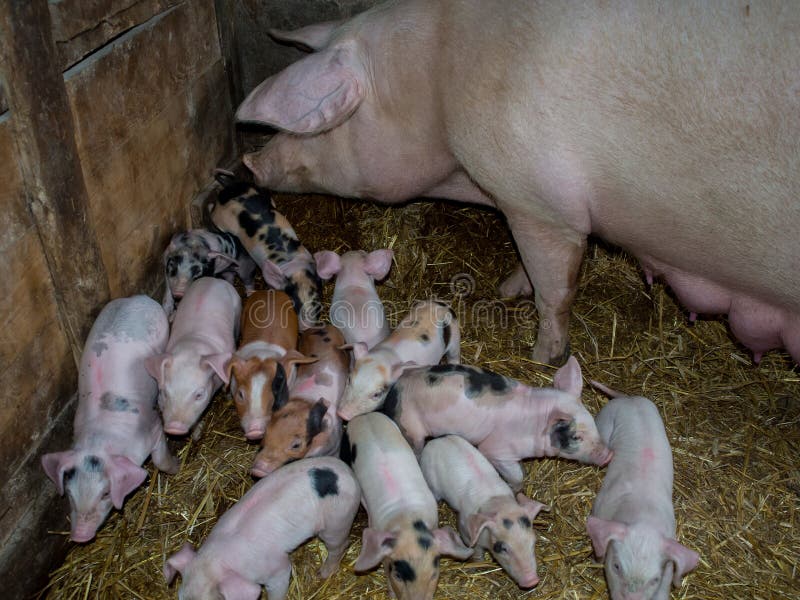 Piglets stock image. Image of brood, looking, hungry - 78881591