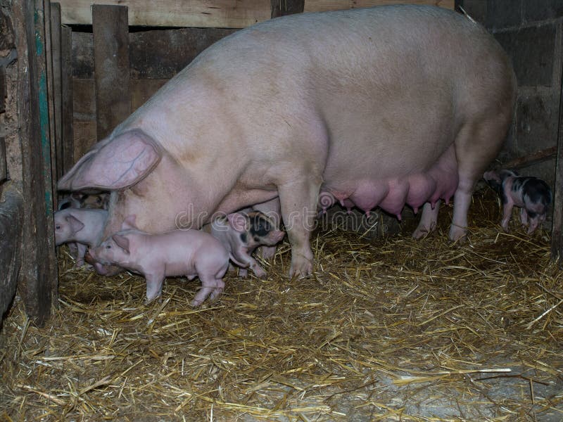 Piglets stock photo. Image of pigsty, farm, rear, straw - 78882004