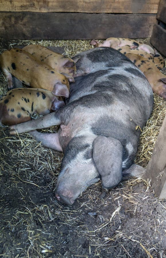 Piglets and sow stock image. Image of mother, newborn - 99345055