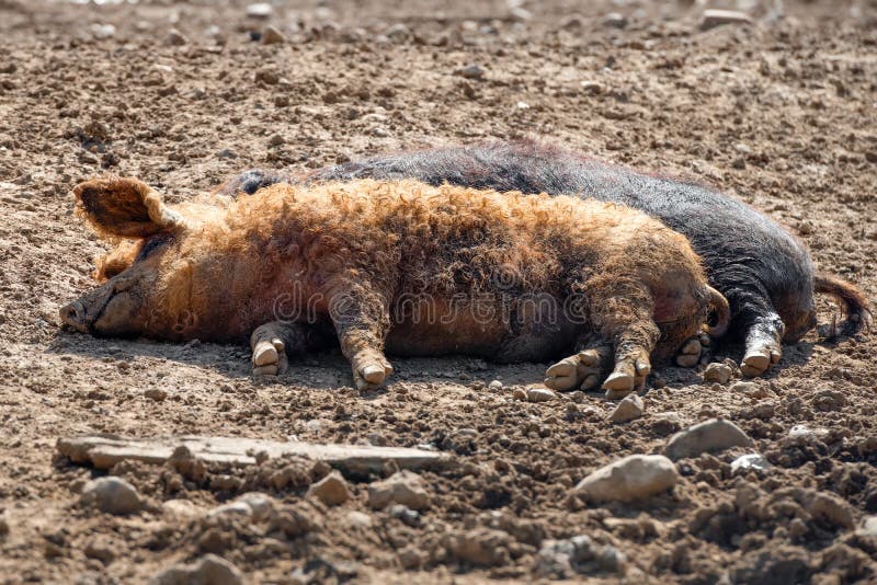 Curly Pigs Sleep on the Ground Stock Photo - Image of village, meat ...