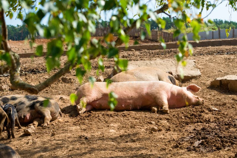 Piglets Sleeping on the Farm Stock Photo - Image of farm, funny: 196638138