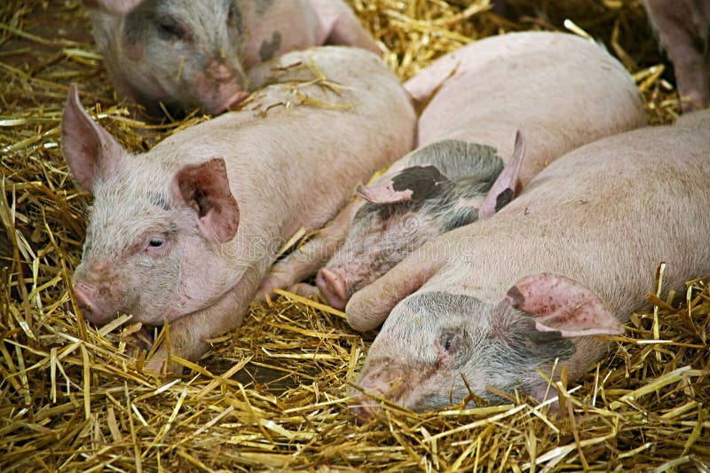 Piglets (swine) Sleeping in Straw Stock Image - Image of piglets, pork ...