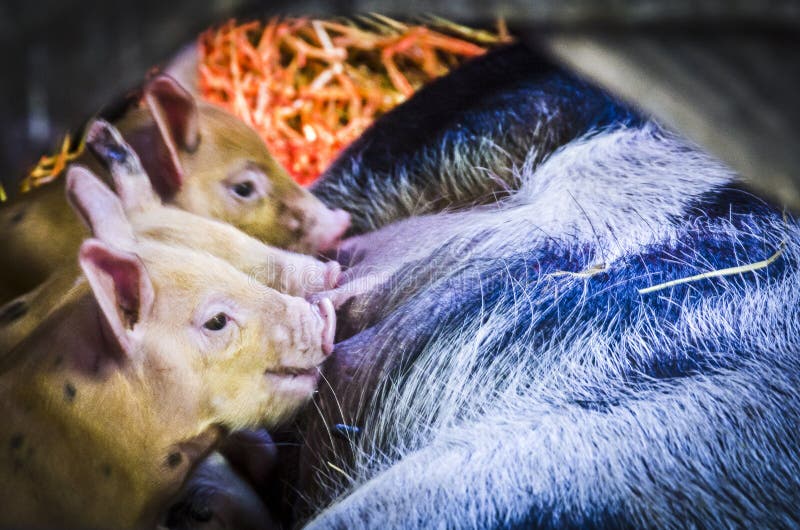 Piglets stock image. Image of group, hungry, drink, farm - 45793443