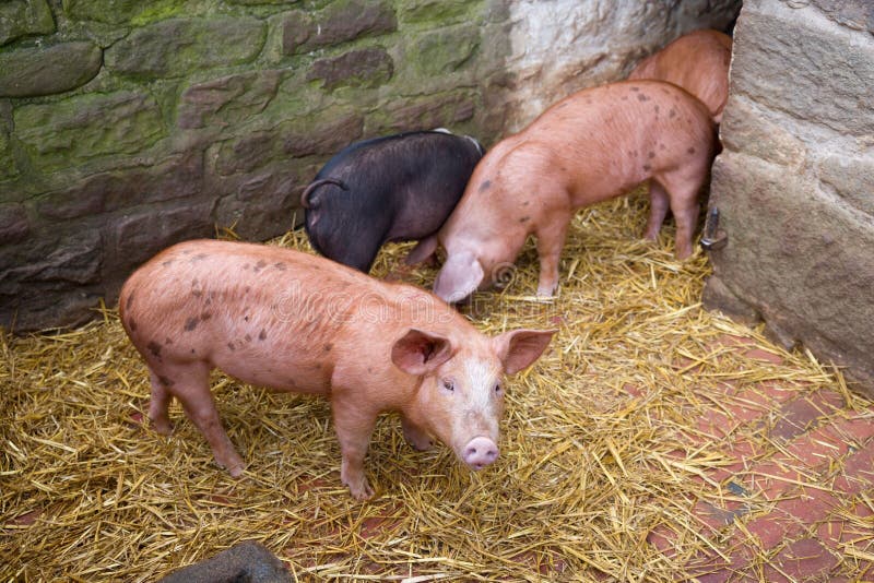 Piglets in a Traditional Brick Pig Sty, UK Stock Image - Image of ...