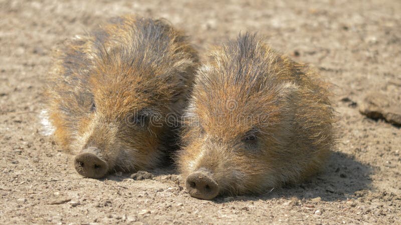 Piglets of Wild Boars are Resting. Sus Scrofa Stock Image - Image of ...