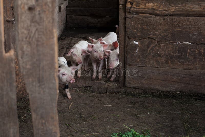 Piglets in a wooden stock image. Image of young, pork - 178450445
