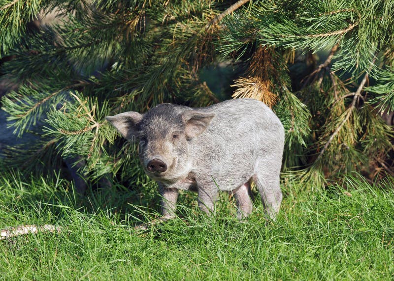Pigling De La Race Hongroise Mangalitsa Image stock - Image du viande ...