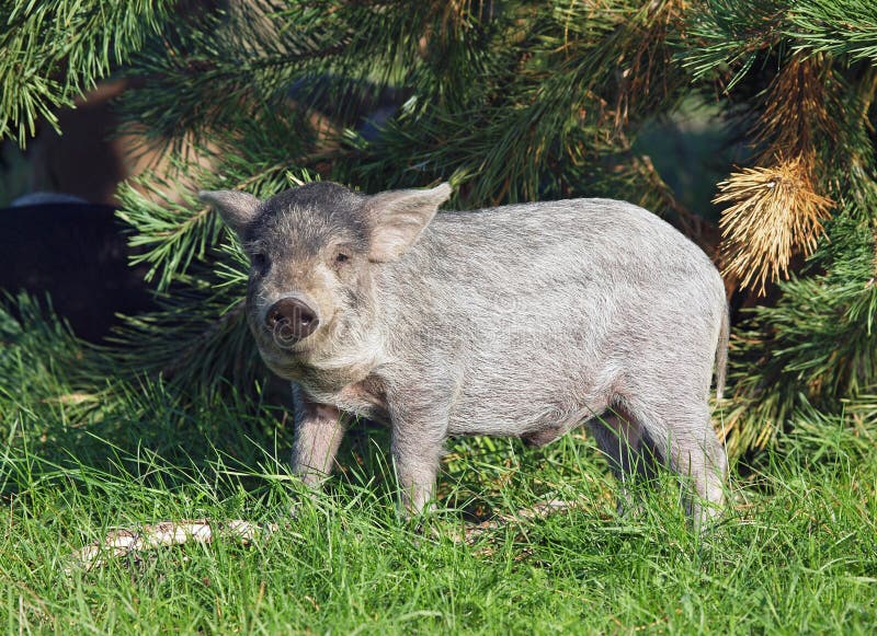 The Pigling of Hungarian Breed Mangalitsa Stock Photo - Image of nature ...