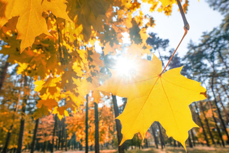 Pigmented Autumn Leaf Close-up in the Woods Stock Image - Image of ...