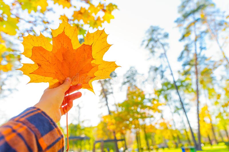 Pigmented Maple Leaves in Hand Stock Image - Image of nature, leaf ...