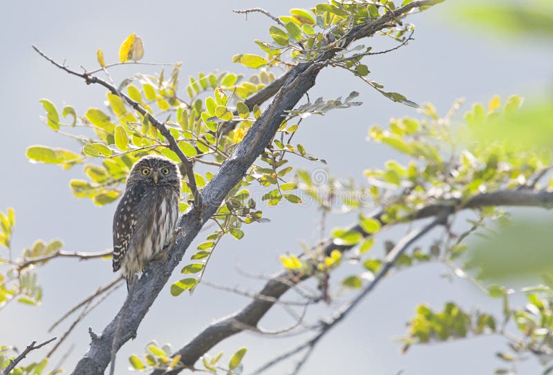 Pigmeu-coruja Peruana, Peruanum De Glaucidium Foto de Stock - Imagem de ...