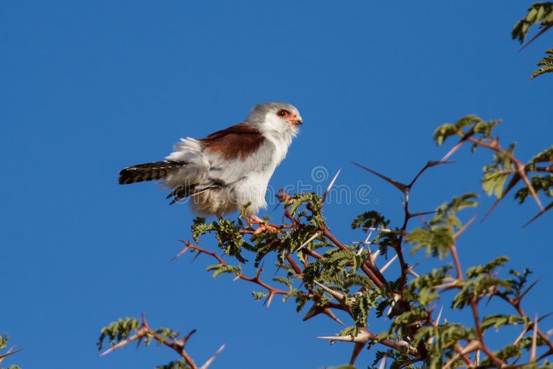 Pigmy Falcon Sit in Thorn Tree with Bright Blue Sky Beautiful Bi Stock ...