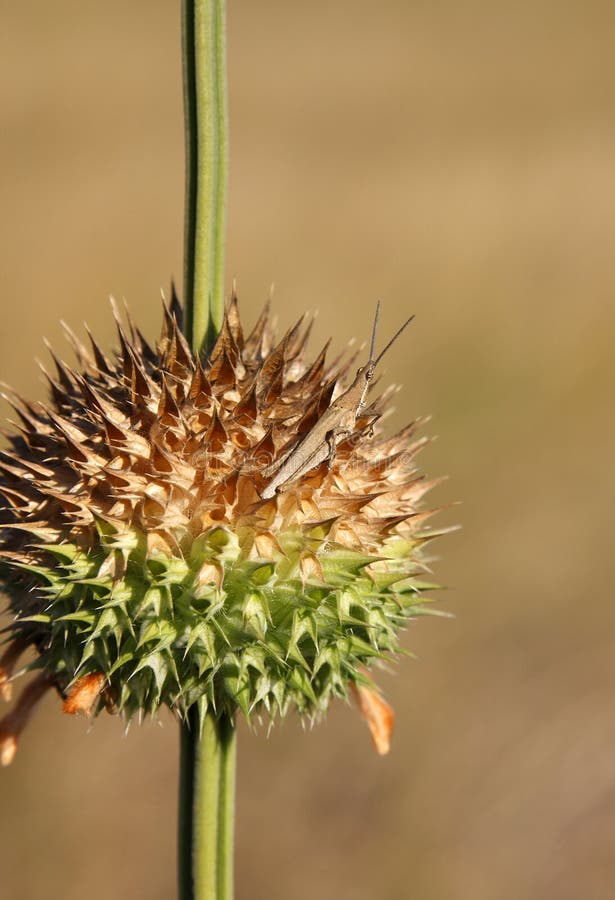 485 Dagga Stock Photos - Free & Royalty-Free Stock Photos from Dreamstime