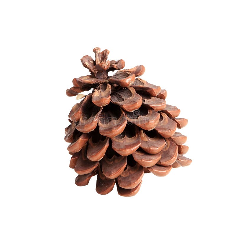 Pigna fotografia stock. Immagine di pianta, singolo, struttura - 28598196