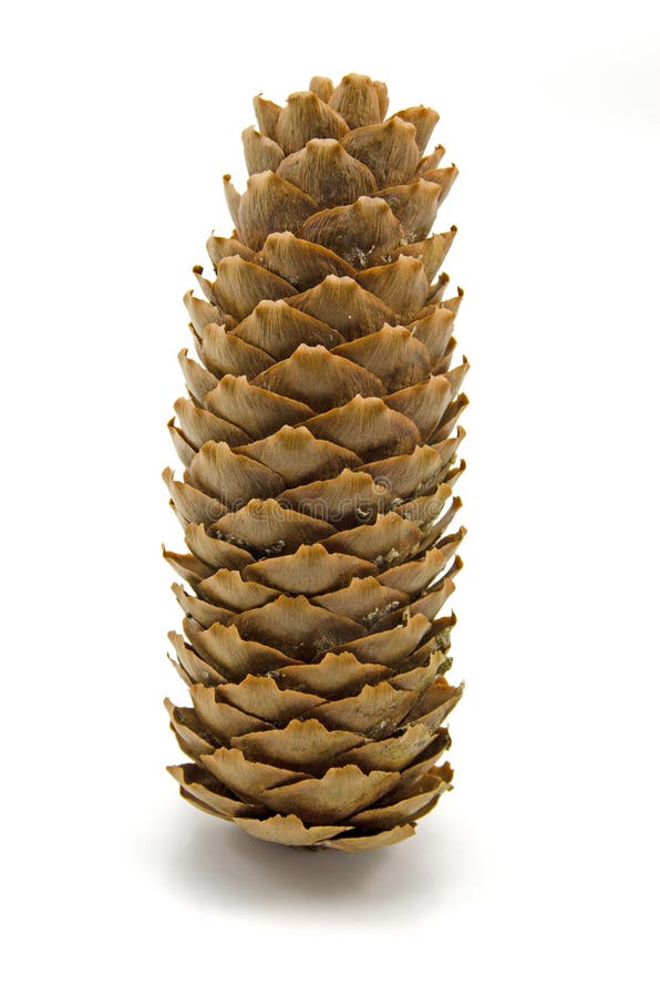 Pigna immagine stock. Immagine di seme, sfondo, stagionale - 28639991
