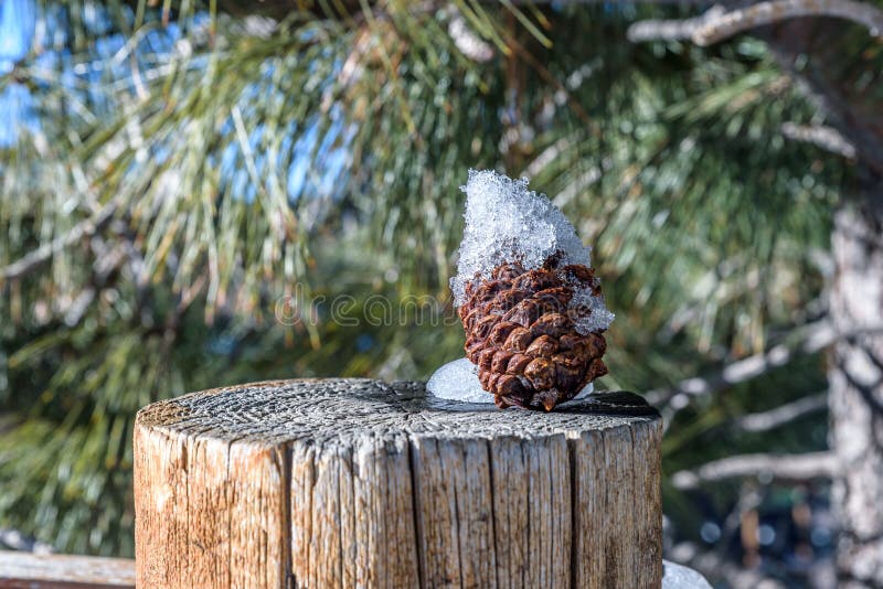 Pigna Sull'albero Coperto Di Neve Fresca Immagine Stock - Immagine di ...