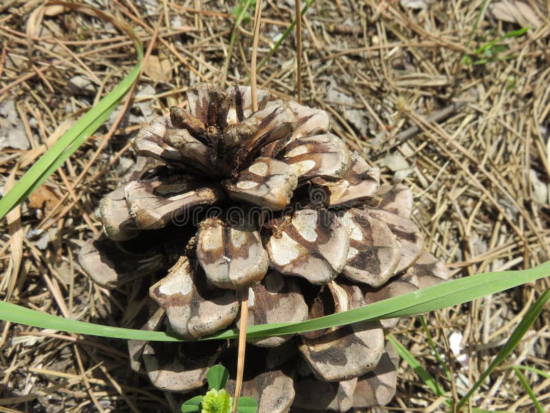 Pigna stock photo. Image of pine, pigna, container, double - 95254798