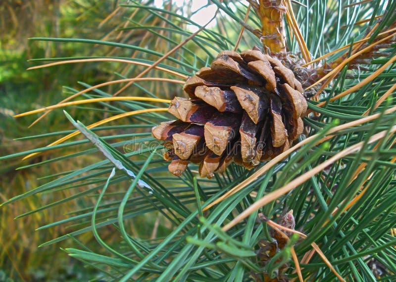 Pigna Della Conifera Foto Stock - Download 588 Royalty Free Photos