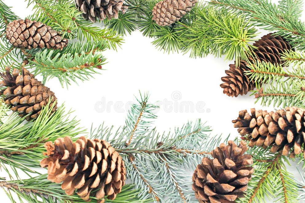 Pigne ed aghi immagine stock. Immagine di pino, abete - 33746631