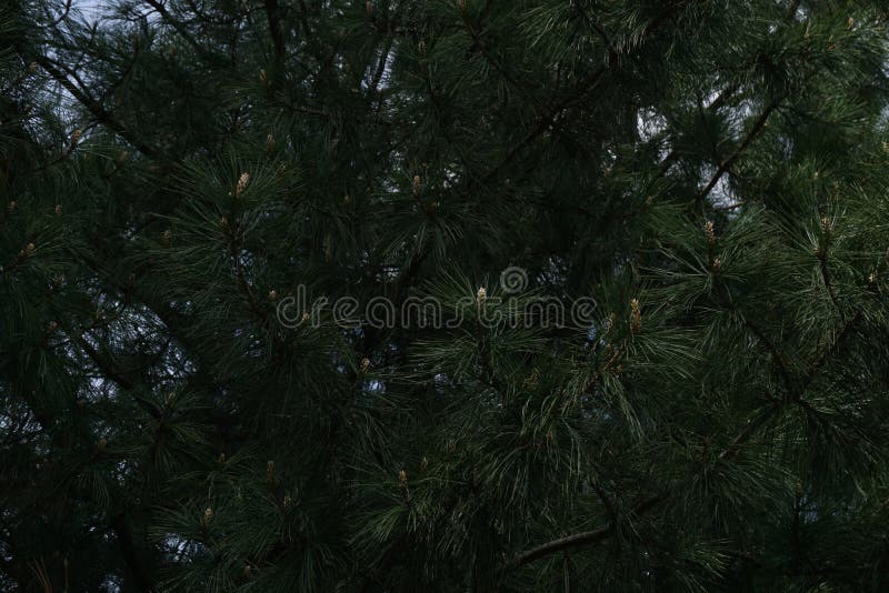 Pignons Avec Le Branchement D'arbre De Pin Image stock - Image du durée ...