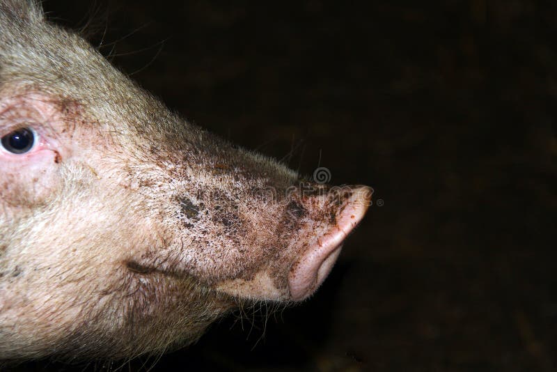 Pig nose stock photo. Image of pigs, nose, animals, mammals - 307860