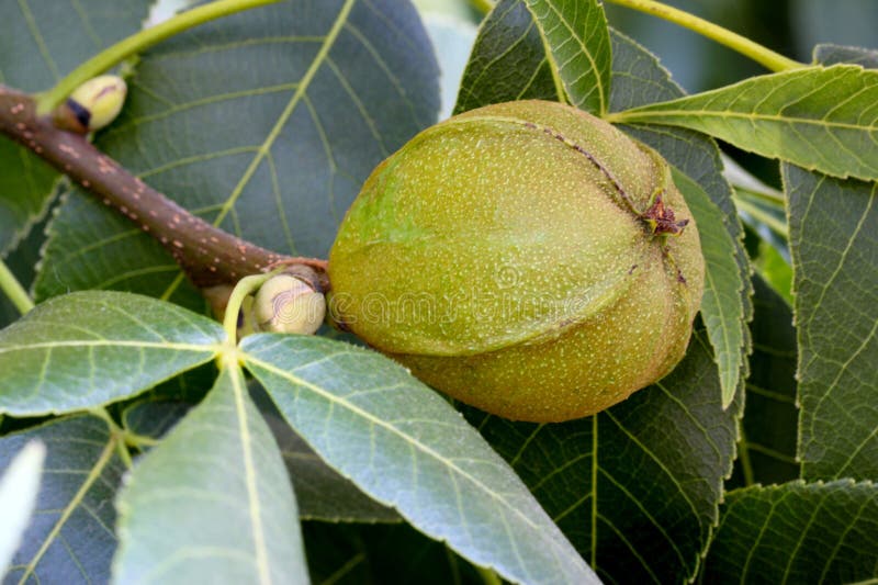 Green Pignut Hickory Nut with Leaf 02 Stock Image - Image of fruit ...