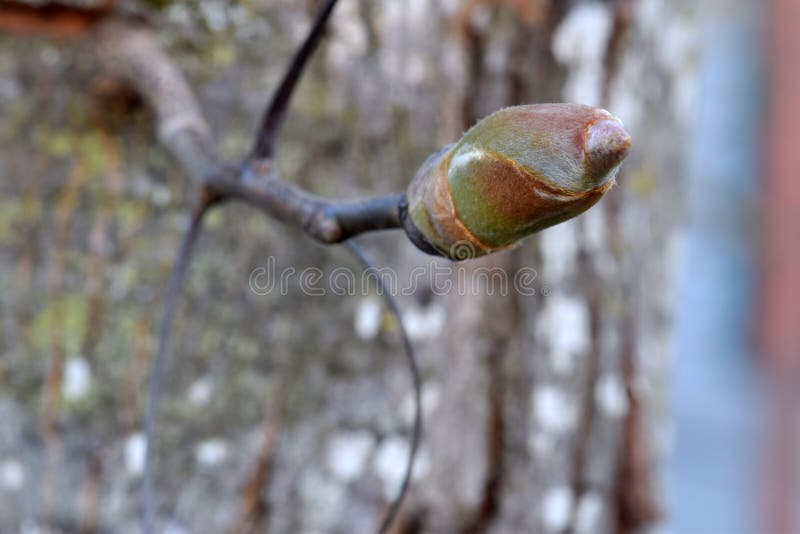 Pignut Hickory Leaf Bud 09 stock image. Image of sticks - 230831931