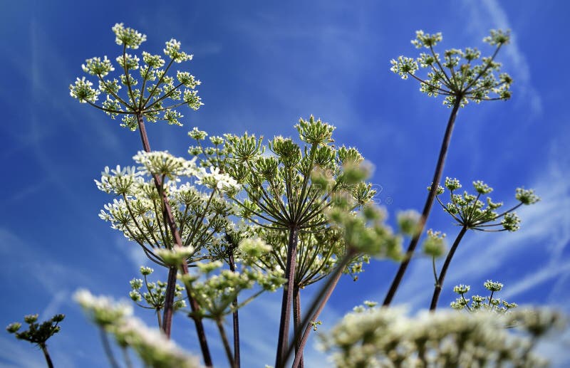 Pignut Plant (Comopodium Majus) Stock Photo - Image of plant, blue ...