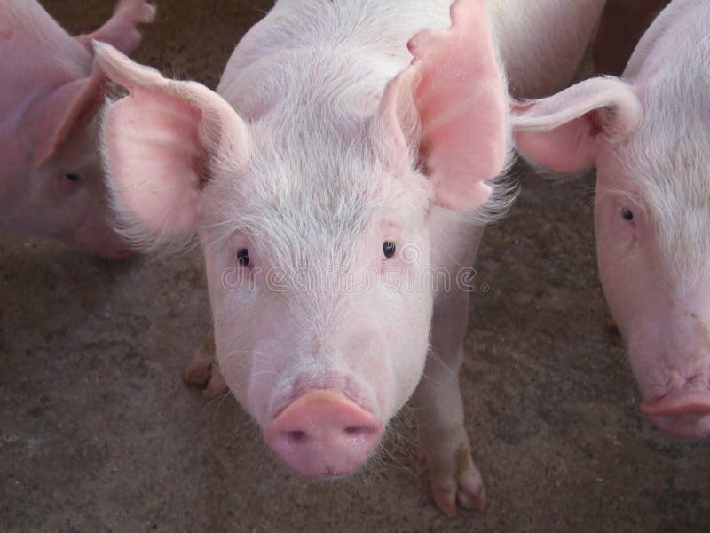 Pigs stock image. Image of hogs, mammals, suidae, ungulates - 11418319