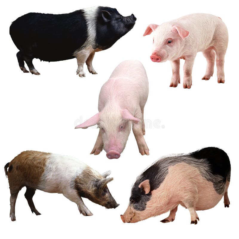 Four pigs stock image. Image of pink, animals, mammal - 8546537
