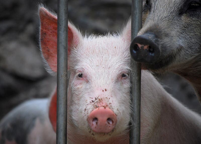 Hungry Group of Newborn Pigs Stock Image - Image of farm, small: 25066565