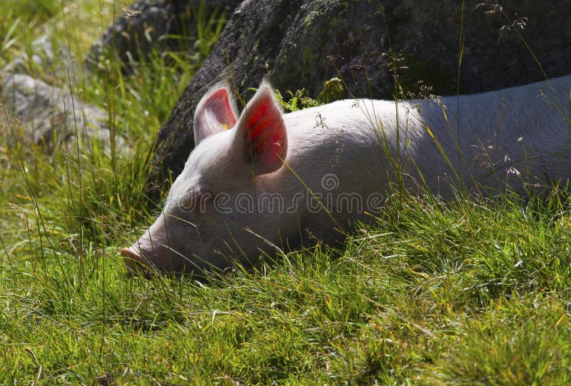 Sow with piglets stock photo. Image of pigs, baby, swine - 8936198