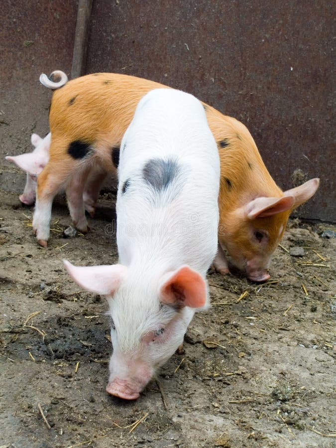The pigs stock image. Image of farmyard, small, white - 2714365