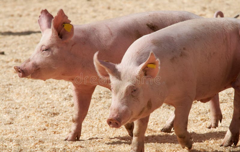 3,077 Sleeping Pig Stock Photos - Free & Royalty-Free Stock Photos from ...