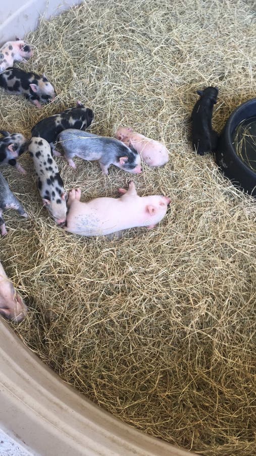 Pigs stock photo. Image of chilling, babys, cute, pigs - 96500932